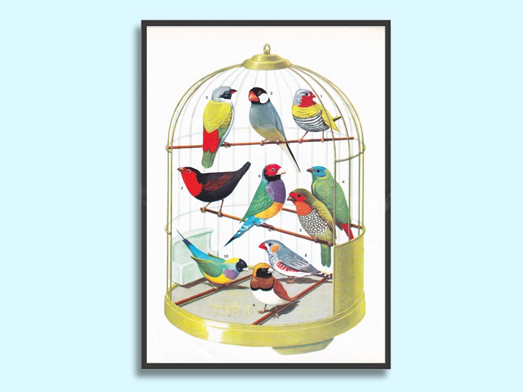 Vintage Bird Poster, 1960s Bird Art for Framing, Caged Birds, Altered ...