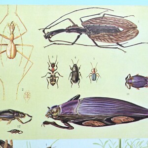 Insect Art, Vintage Insect Prints for Wall Decor, Collage, Decoupage ...