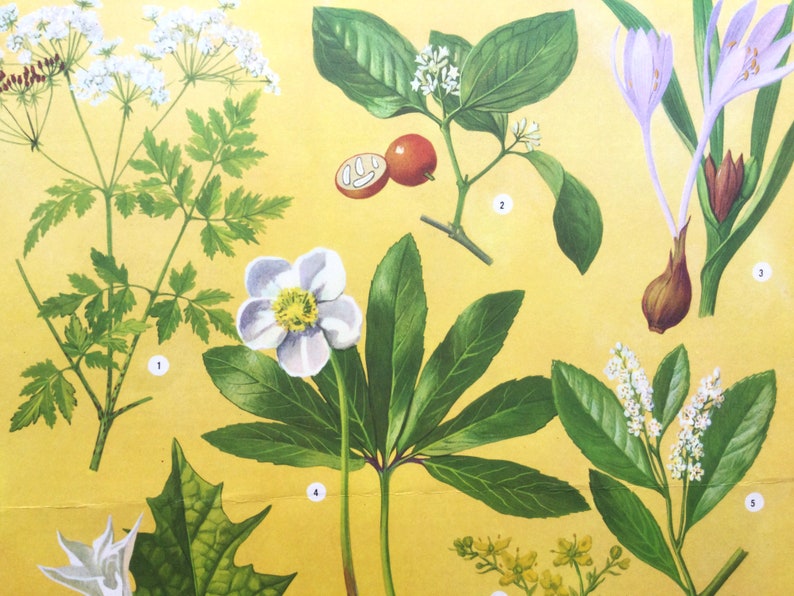 Botanical Page Bundle, Old Book Pages, Flower Prints, Roots, Plants ...