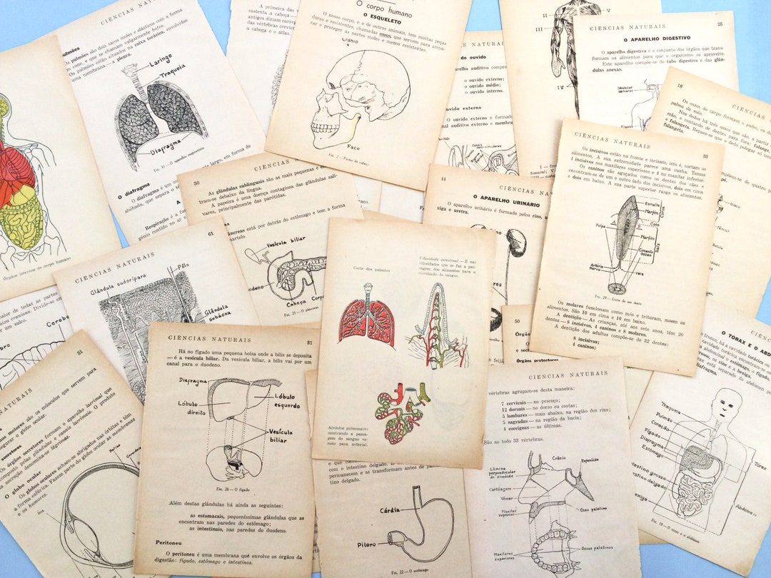 Vintage Anatomy Pages, Human Body, Anatomy Art for Collage, Altered Art ...