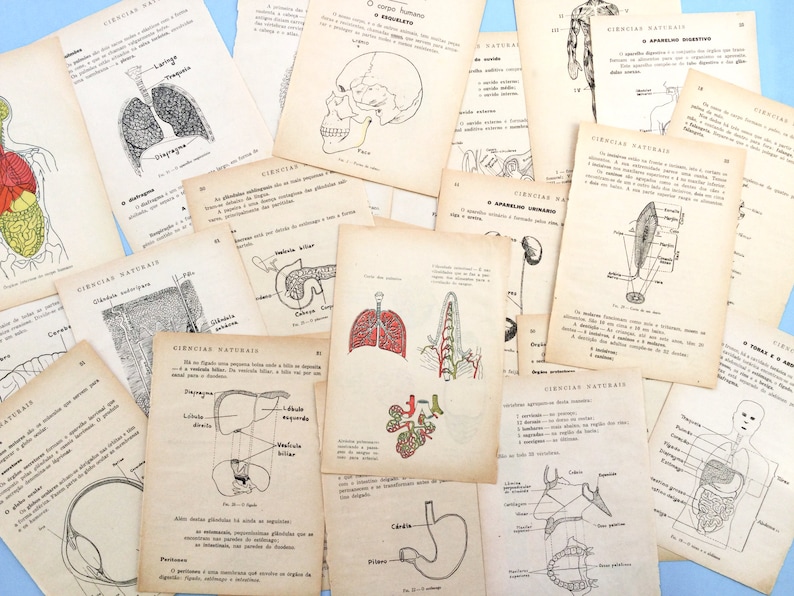 Vintage Anatomy Pages Human Body Anatomy Art for Collage - Etsy