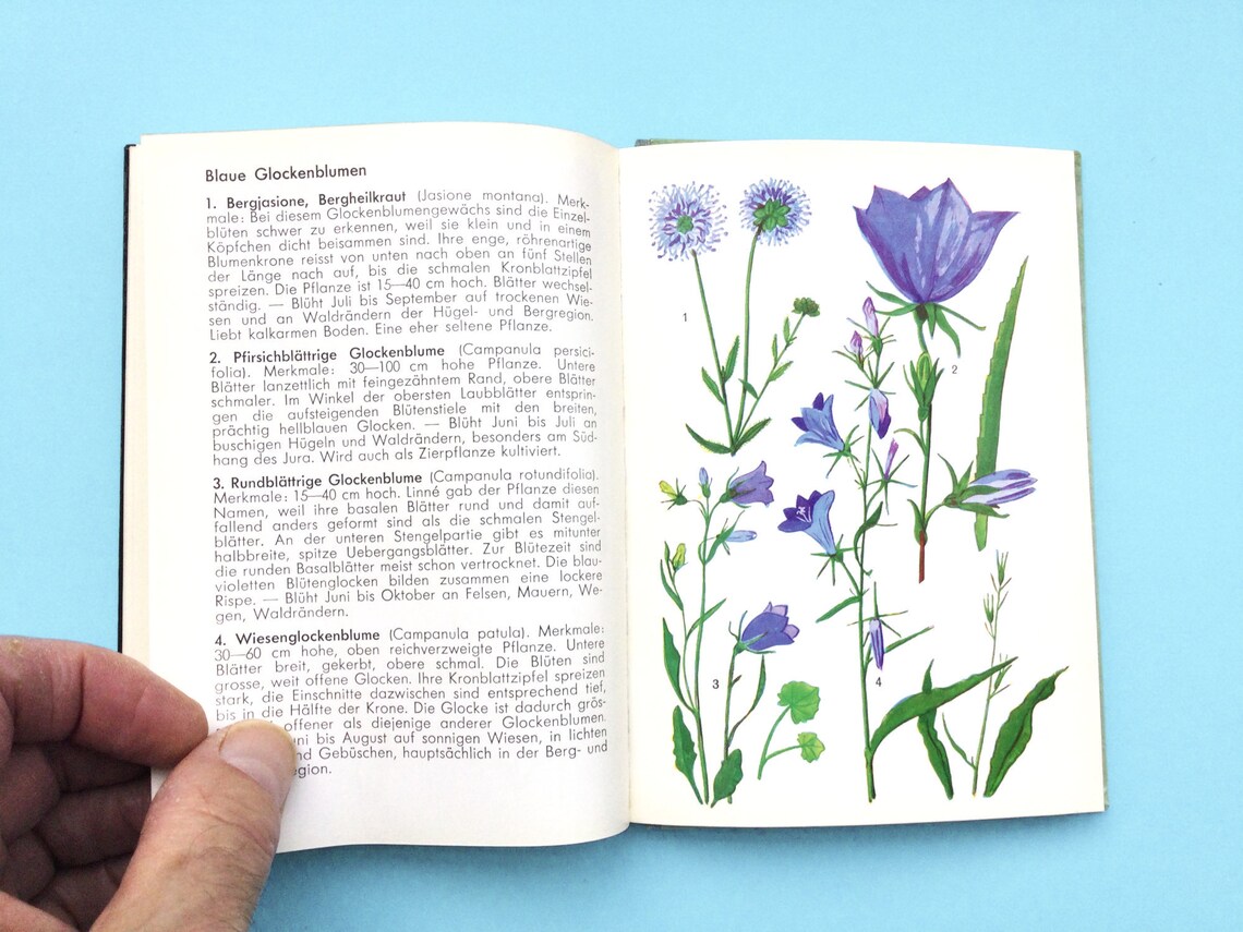 Vintage Botanical Book Meadow Flowers. Flower Recognition - Etsy