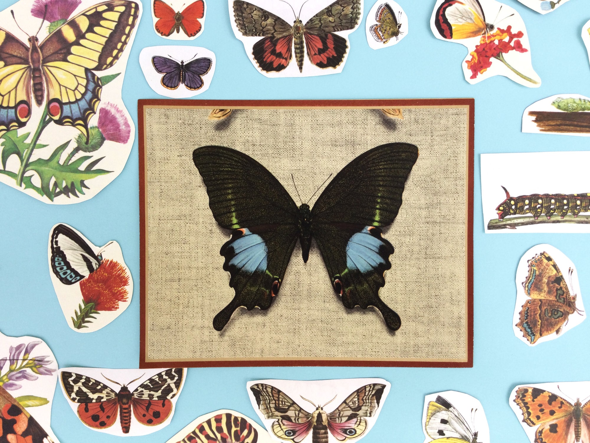 Insect Collage Kit Butterflies and Moths Paper Ephemera - Etsy