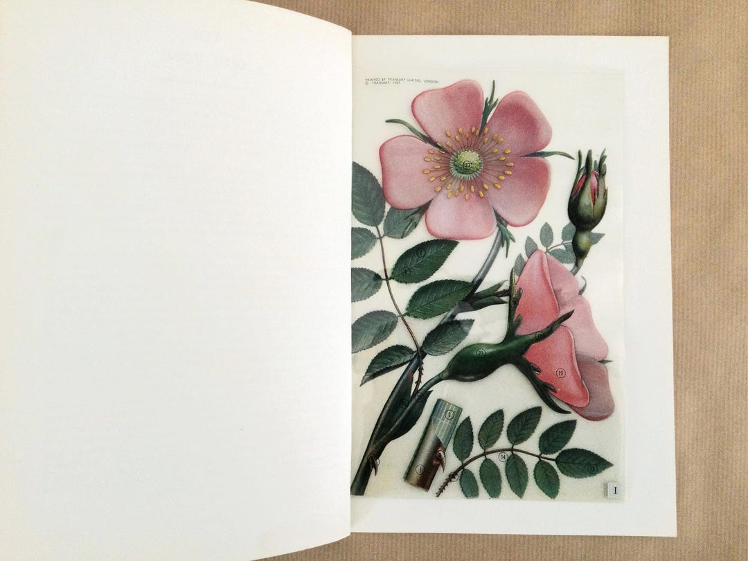 Vintage Dog Rose Anatomy Chart, Cellophane Science Diagram - Etsy