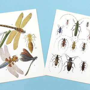 Insect Book Pages, Paper Ephemera, Insect Prints for Collage, Card ...