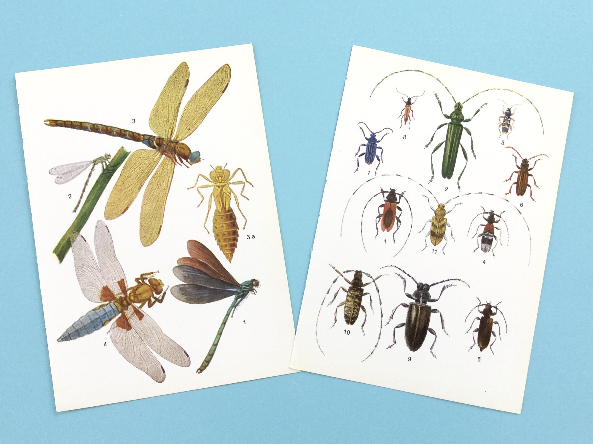 Insect Book Pages Paper Ephemera Insect Prints for Collage - Etsy