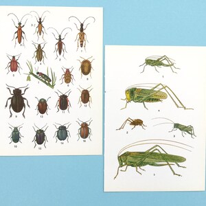 Insect Book Pages, Paper Ephemera, Insect Prints for Collage, Card ...