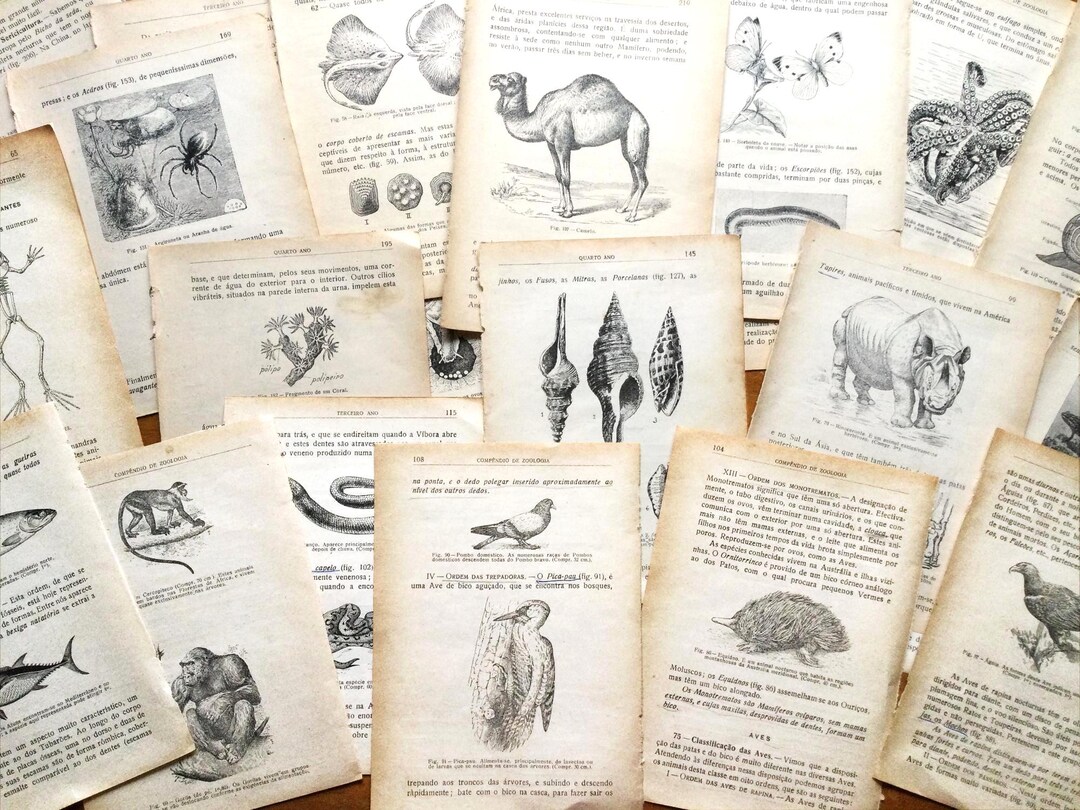 Vintage Zoology Book Pages: 1950s Biology Prints, Ephemera (14 Page Set ...