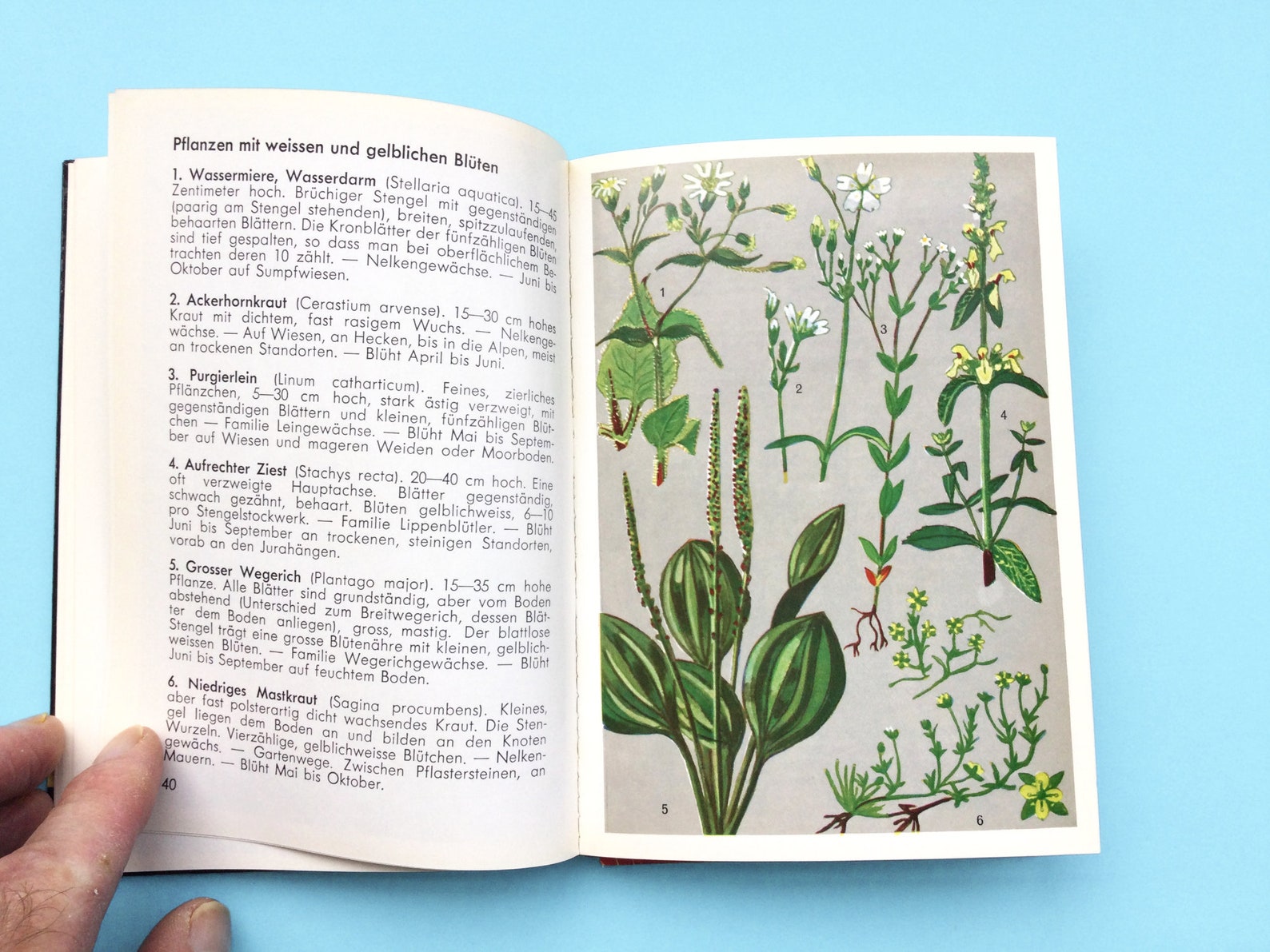 Vintage Botanical Book Meadow Flowers. Flower Recognition - Etsy