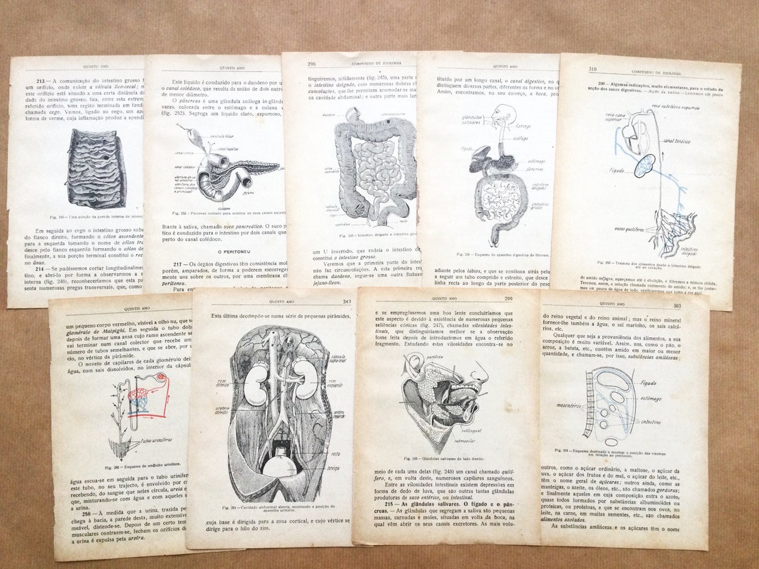 Anatomy Book Pages, Human Body, Vintage Anatomy Art for Collage ...