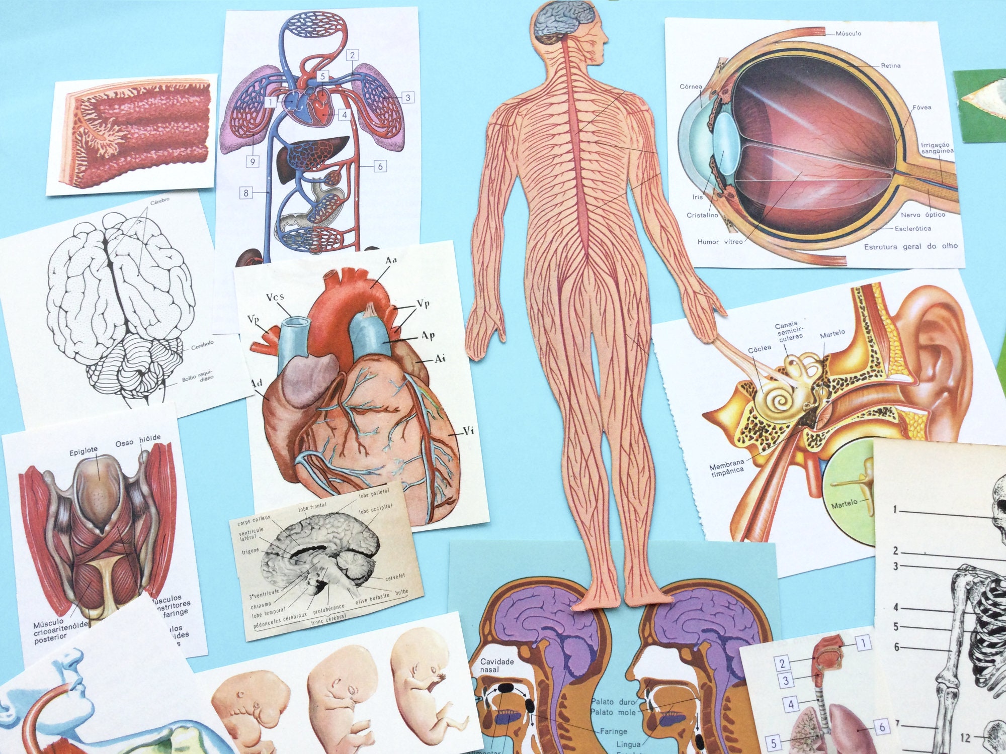 Vintage Collage Kit, Anatomy Art, Biology, Human Body, Ephemera Pack ...