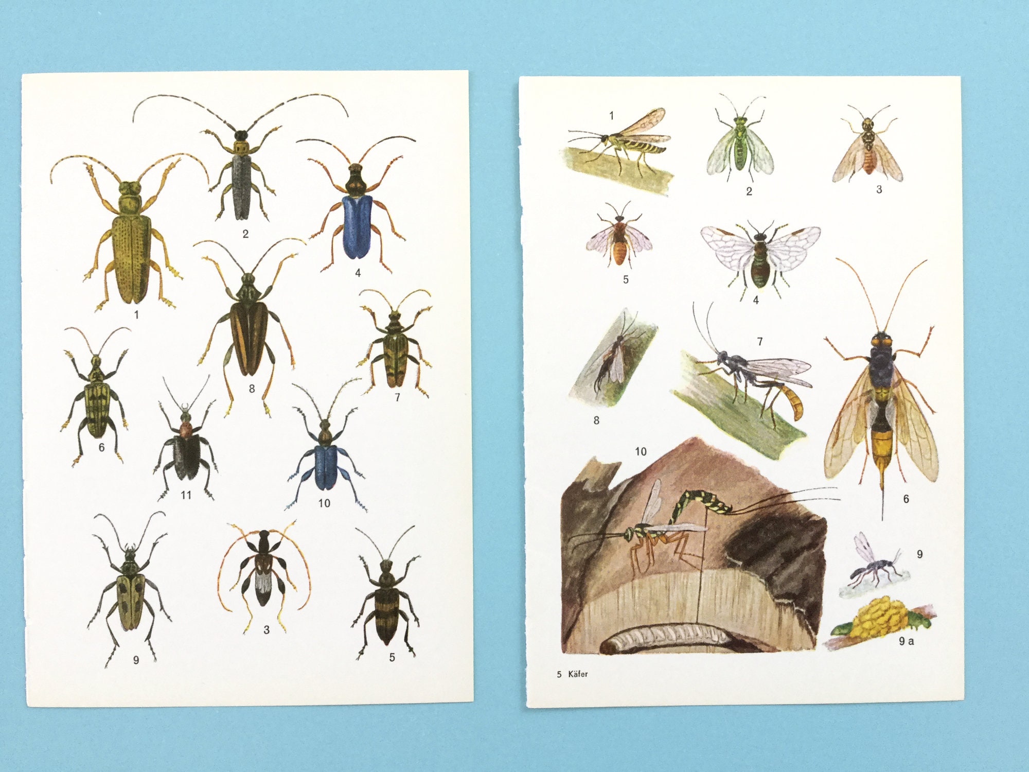 Insect Book Pages Paper Ephemera Insect Prints for Collage - Etsy