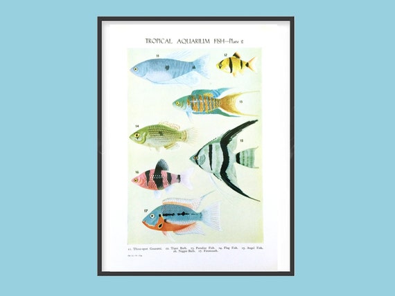 Tropical Aquarium Fish List