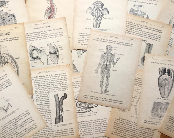 Anatomy Book Pages, Human Body, Bundle of 18, Vintage Anatomy Art for ...