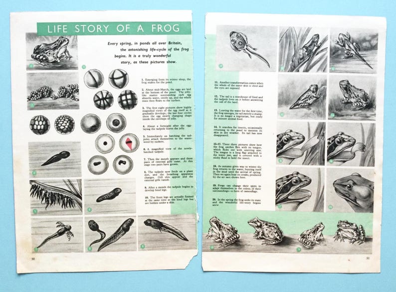 Frog Ephemera Pack, Vintage Zoology, Reptile Collage, Amphibian Art. 28 ...