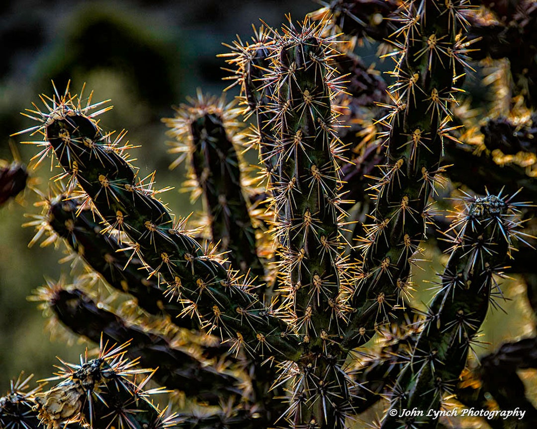 Cholla Cactus, New Mexico, Cactus, Plants, Wall Decor - Etsy
