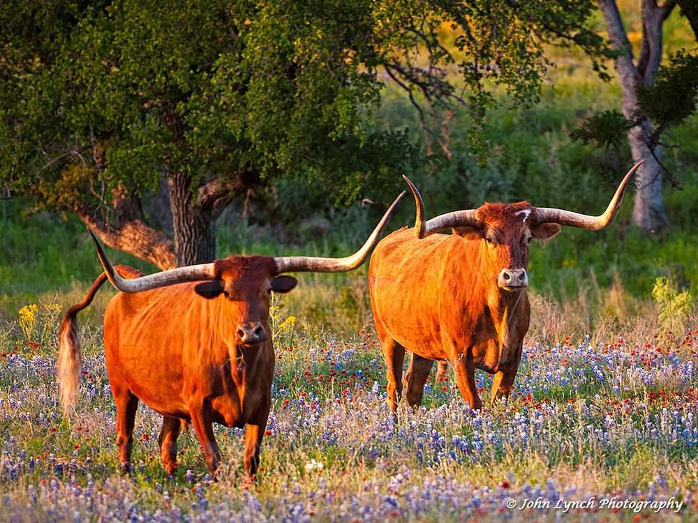 Two Longhorns, Longhorns, Texas, Hill Country, Fine Art Photography - Etsy