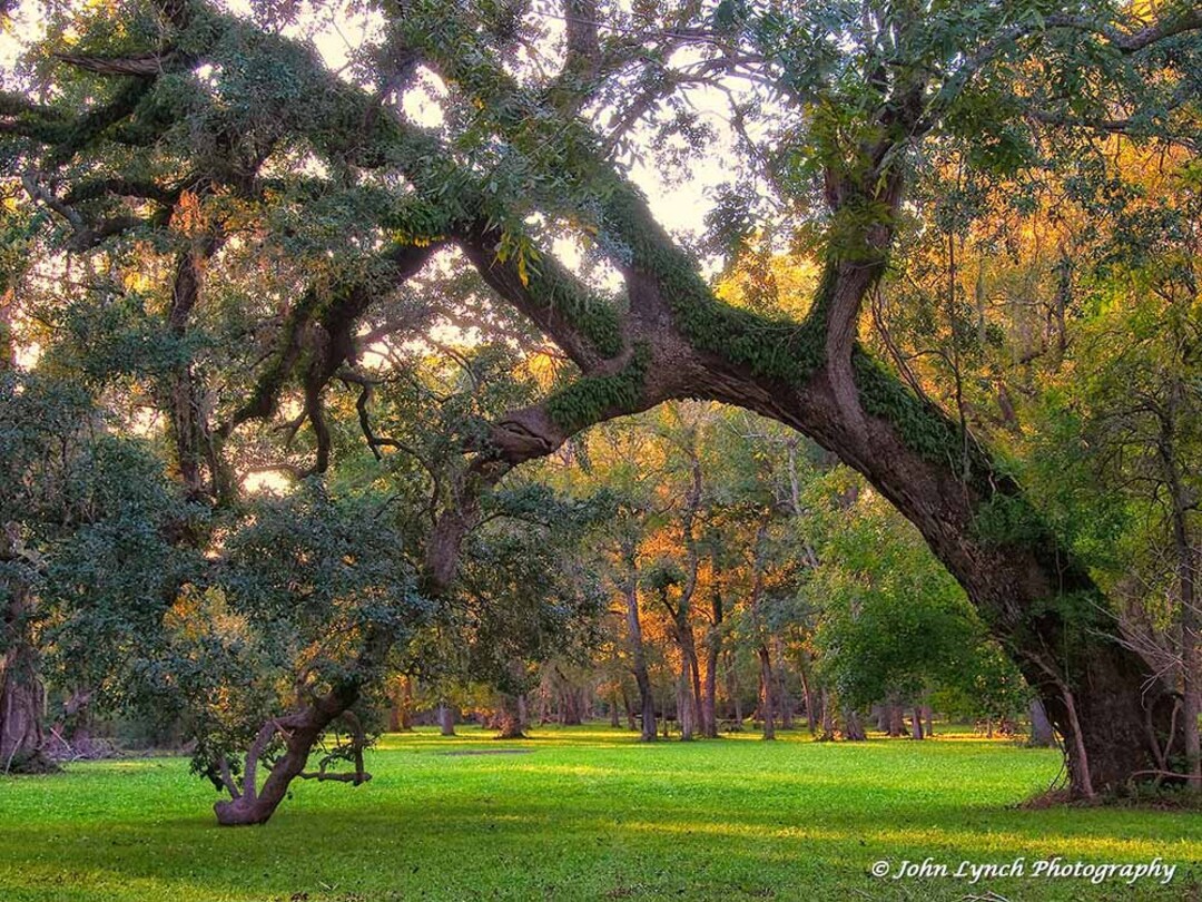 Tree, Bent Tree, Texas, Sunset, Fine Art Photography, Color - Etsy