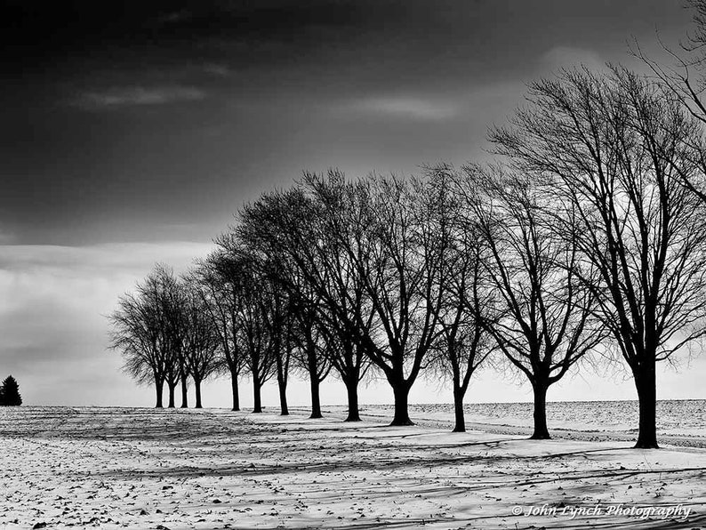 Winter Treeline, Trees in Winter, Winter, B&W Fine Art Photography ...
