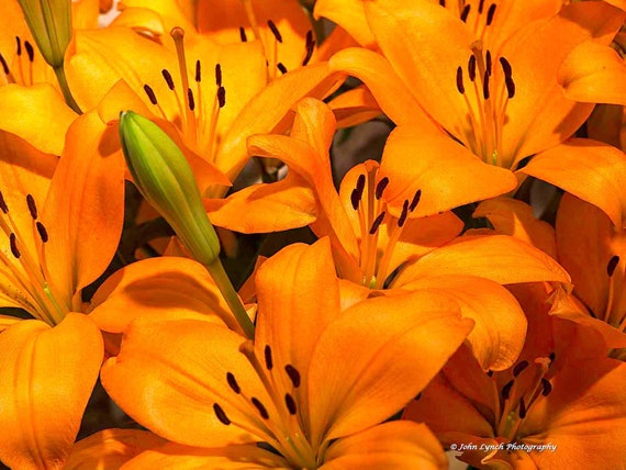 Orange Alstroemeria