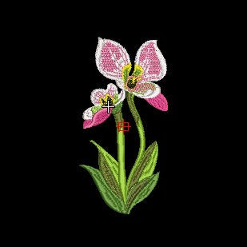 Showy Lady Slipper Art - Etsy