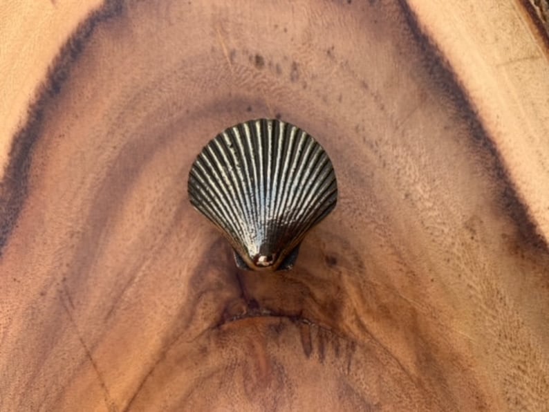 CLAM Seashell, Solid Bronze Drawer Pull, Door Handle, Knob, Beach Theme ...