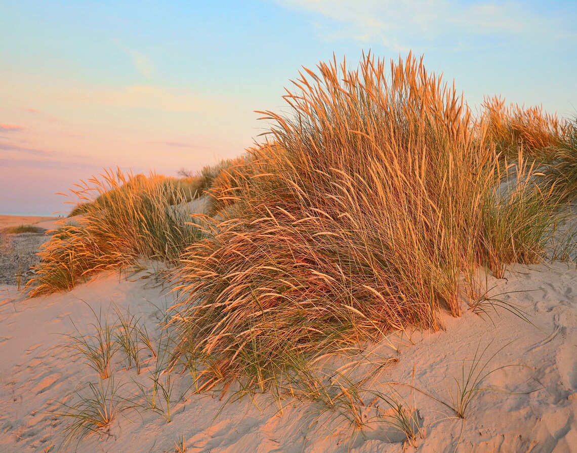 Coastal Beach Picture Digital Download Sea Oats Printable - Etsy