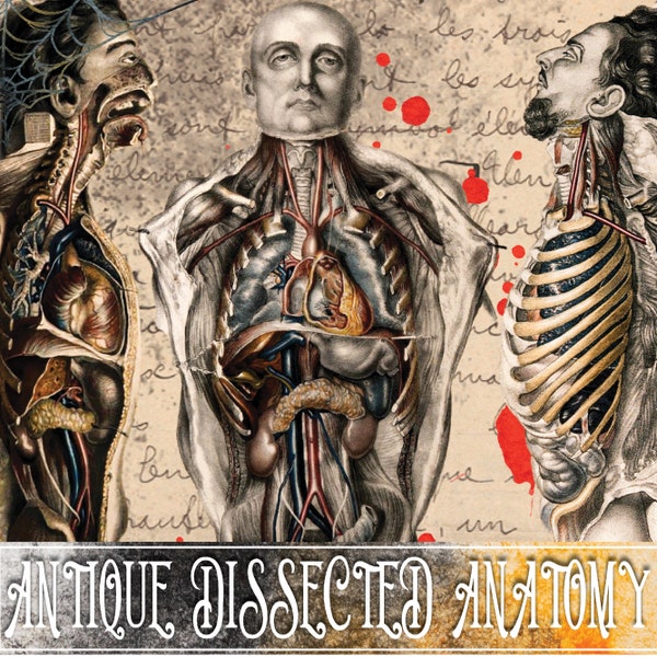 Dissected - Etsy