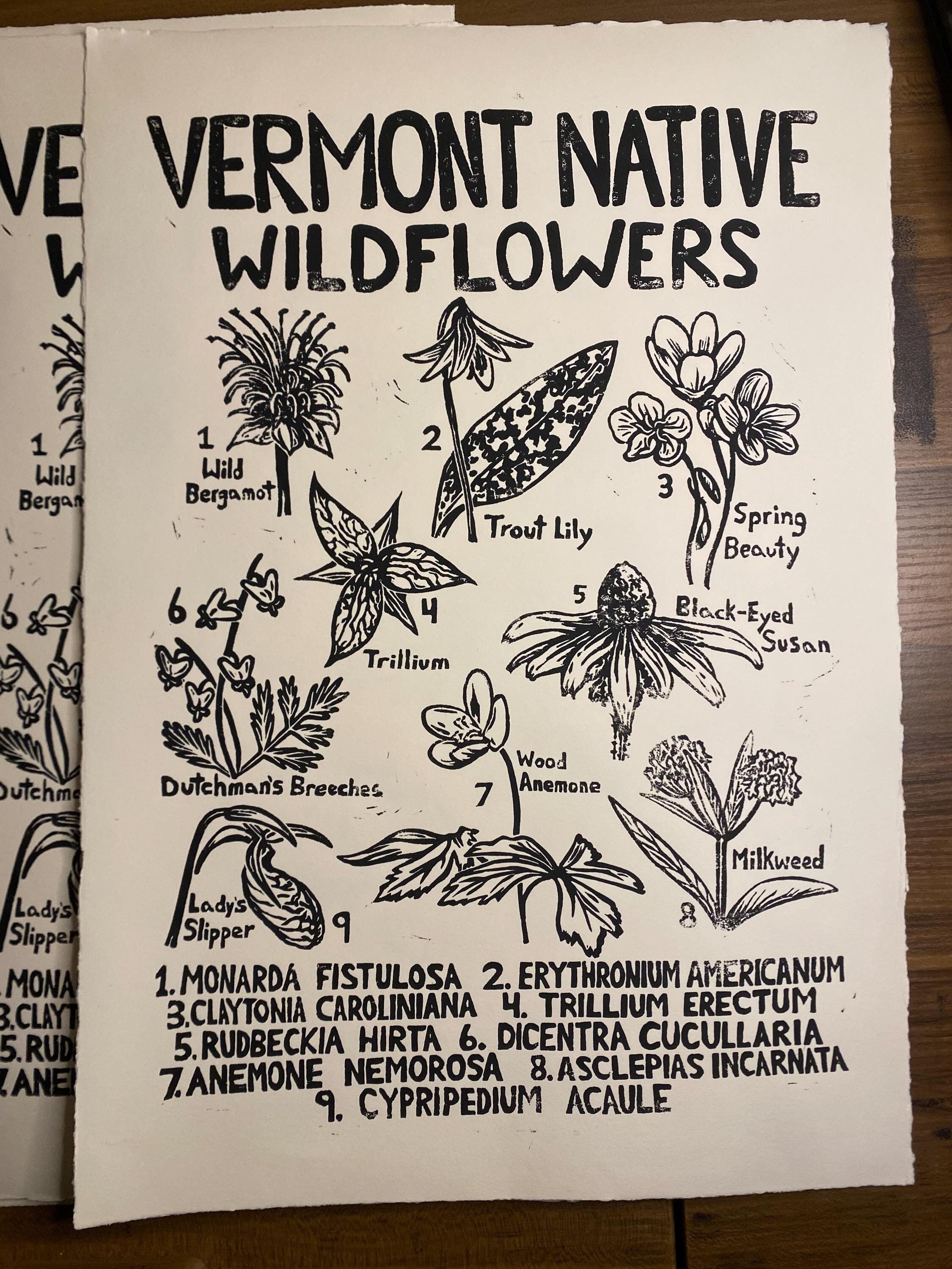 Vermont Native Wildflowers Linocut Print - Etsy