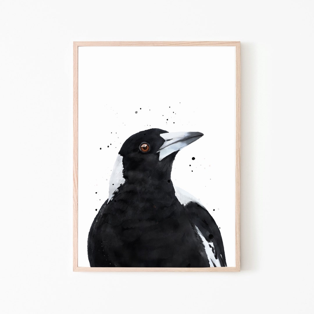Australian Magpie Art Print | Fine Art | Australian Bird, Australian ...