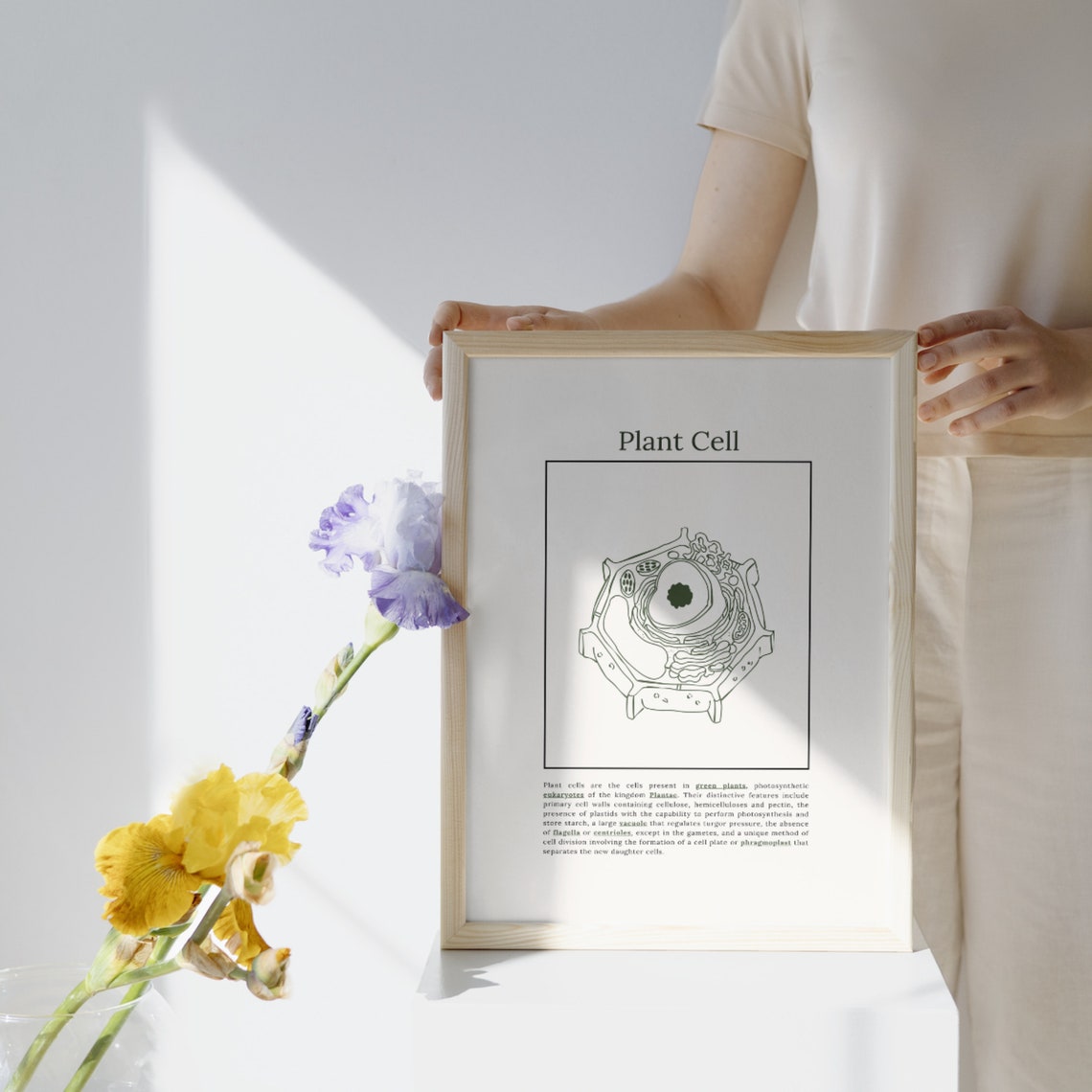 Plant Cell Structure Printable , Download Biology Lesson, Kids ...