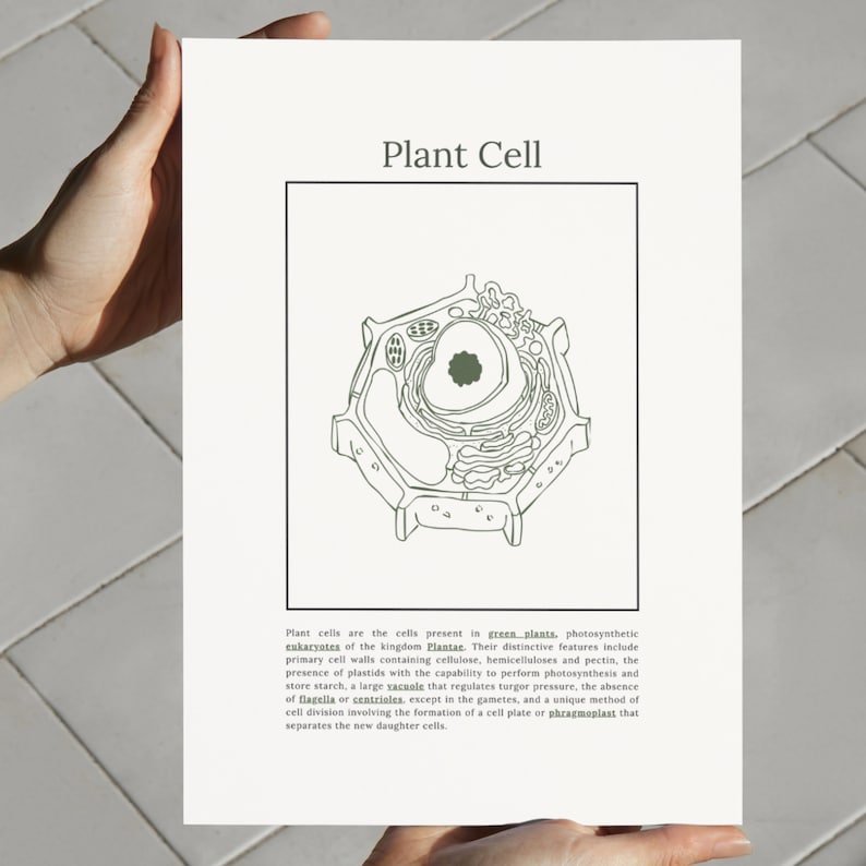 Plant Cell Structure Printable , Download Biology Lesson, Kids Homeschool Activity, Earth ...