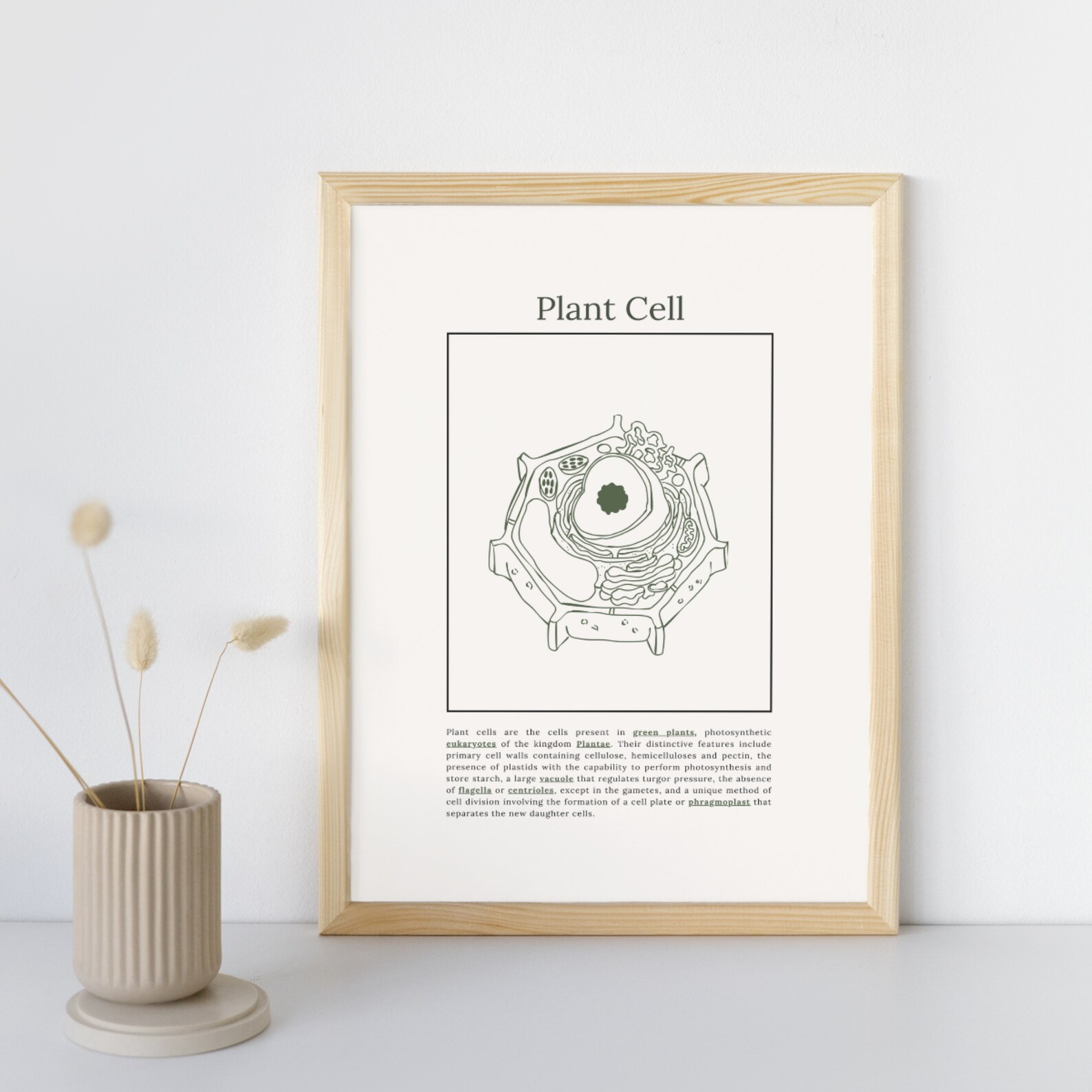 Plant Cell Structure Printable , Download Biology Lesson, Kids ...