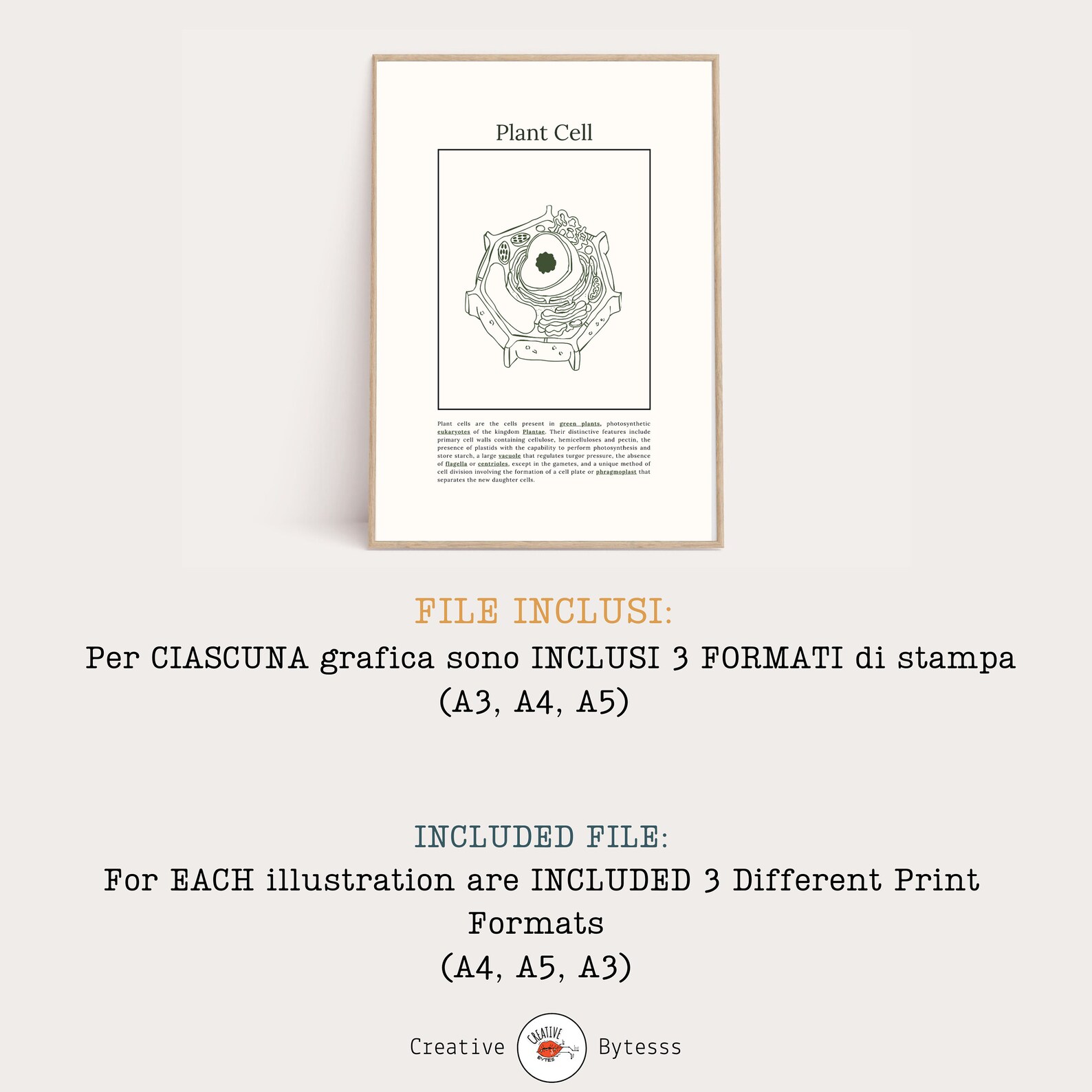 Plant Cell Structure Printable , Download Biology Lesson, Kids ...