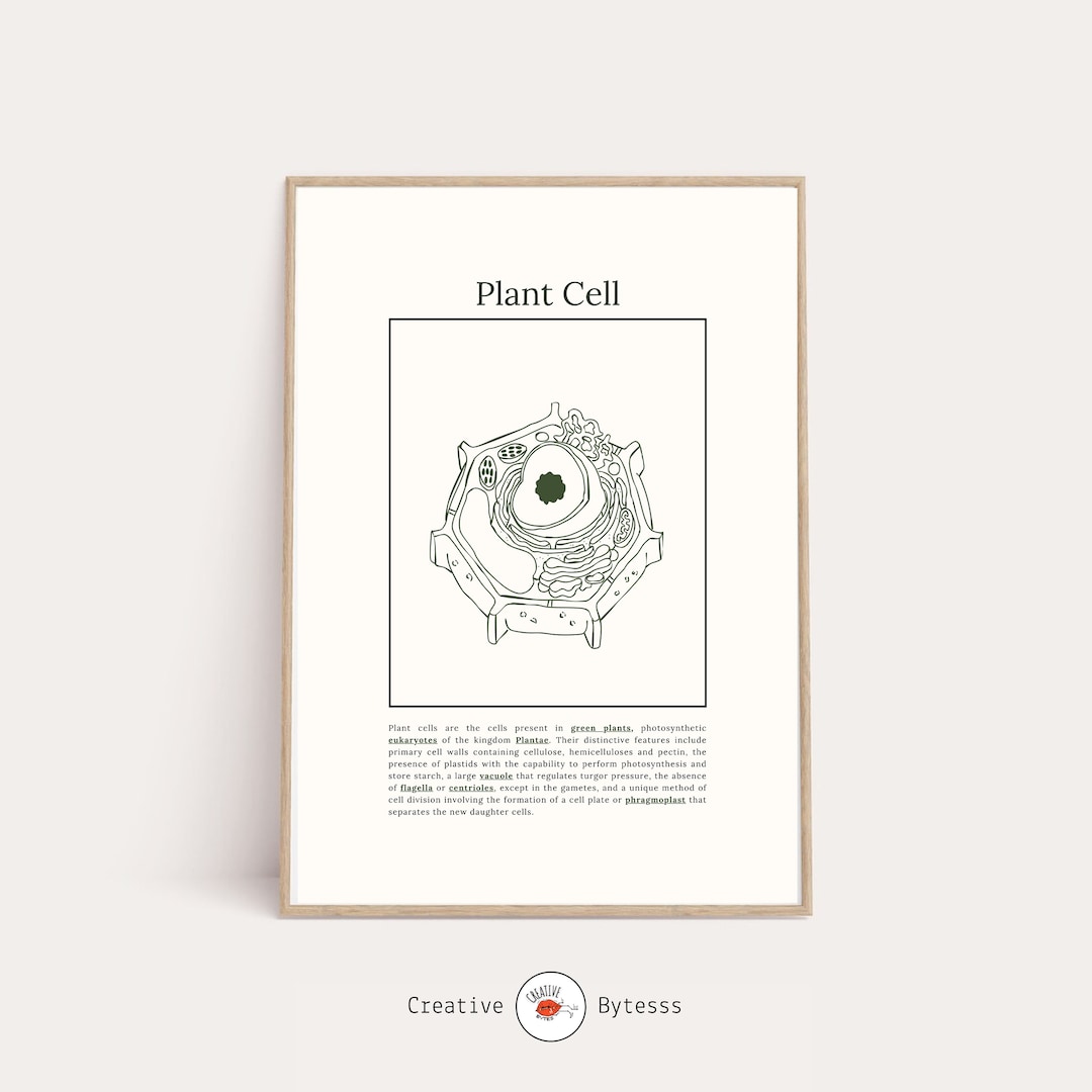 Plant Cell Structure Printable , Download Biology Lesson, Kids ...