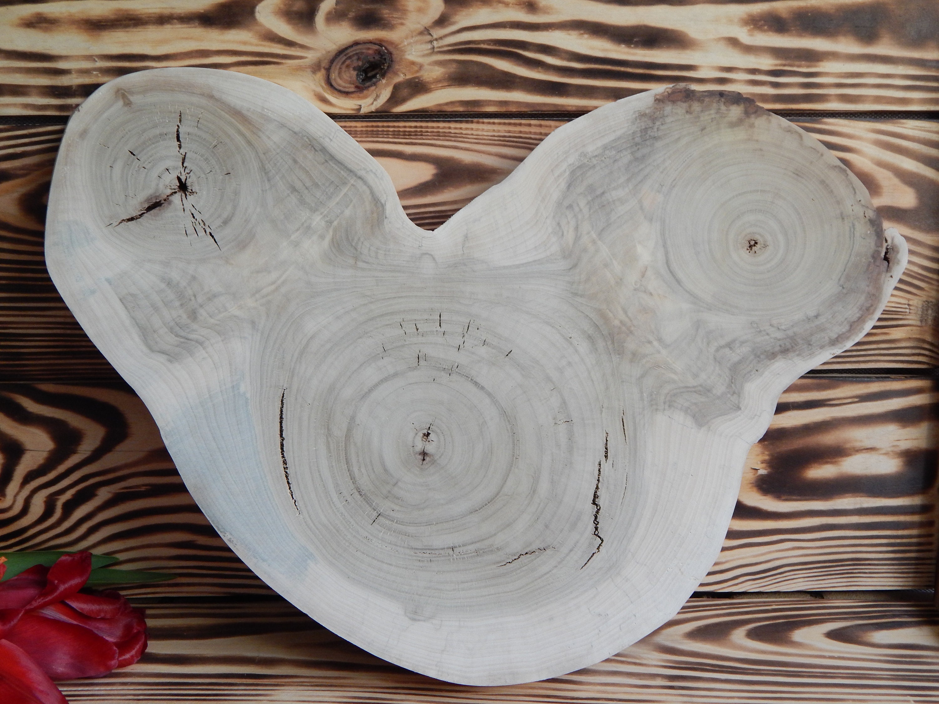 16 Large Tree Slices for Tables Round Wood Discs Wooden - Etsy