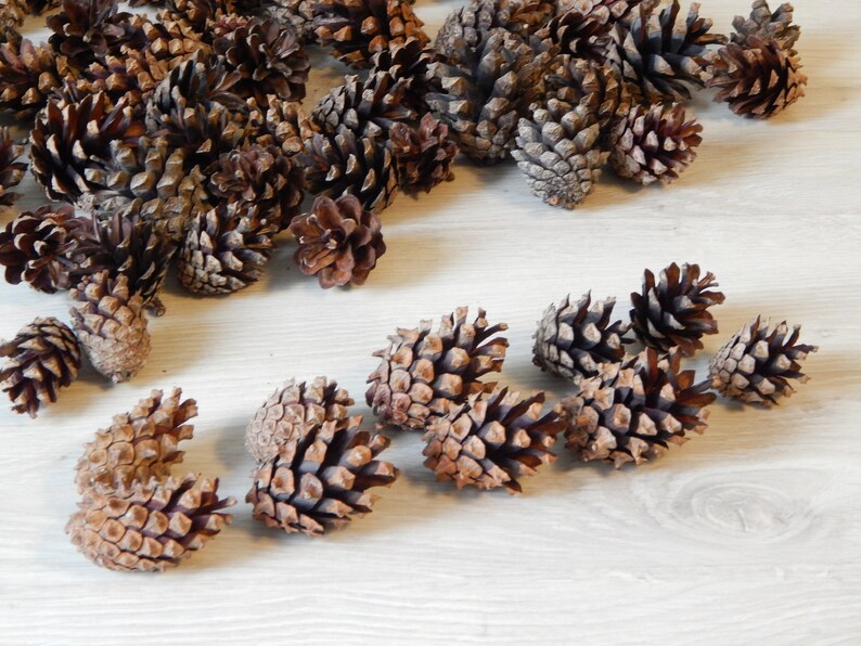 20 Pine Cones Natural Material Christmas Pine Cone Rustic - Etsy