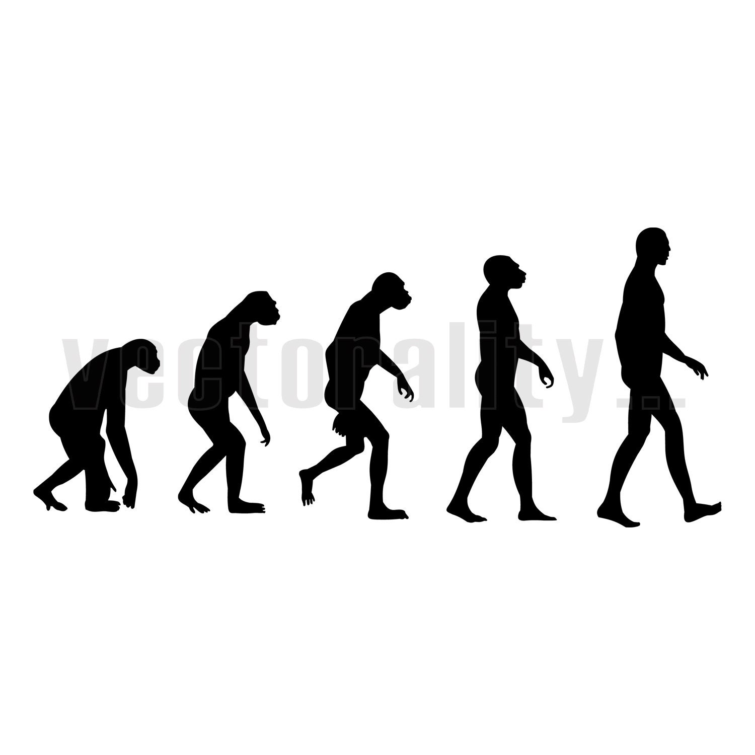 Evolutionary Line Of Man