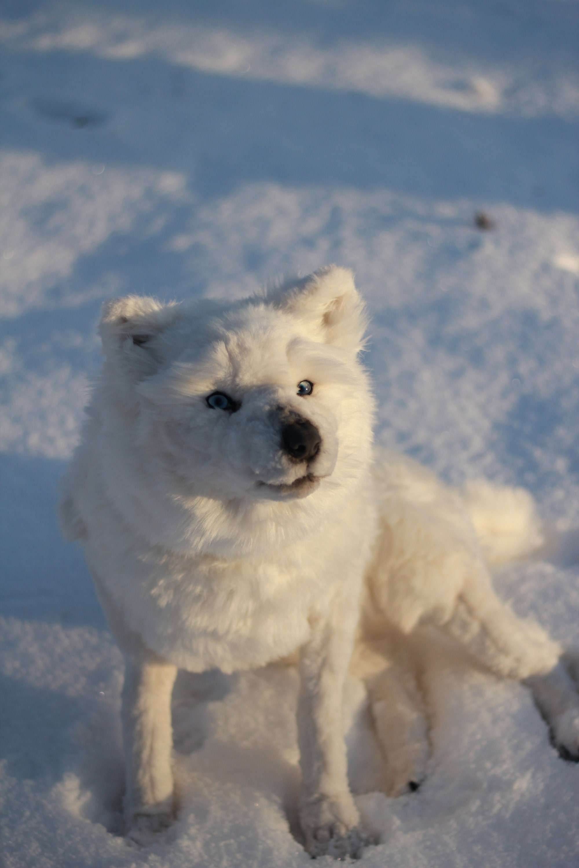White Wolf/realistic Stuffed Animal Toys/realistic White Wolf/animals ...