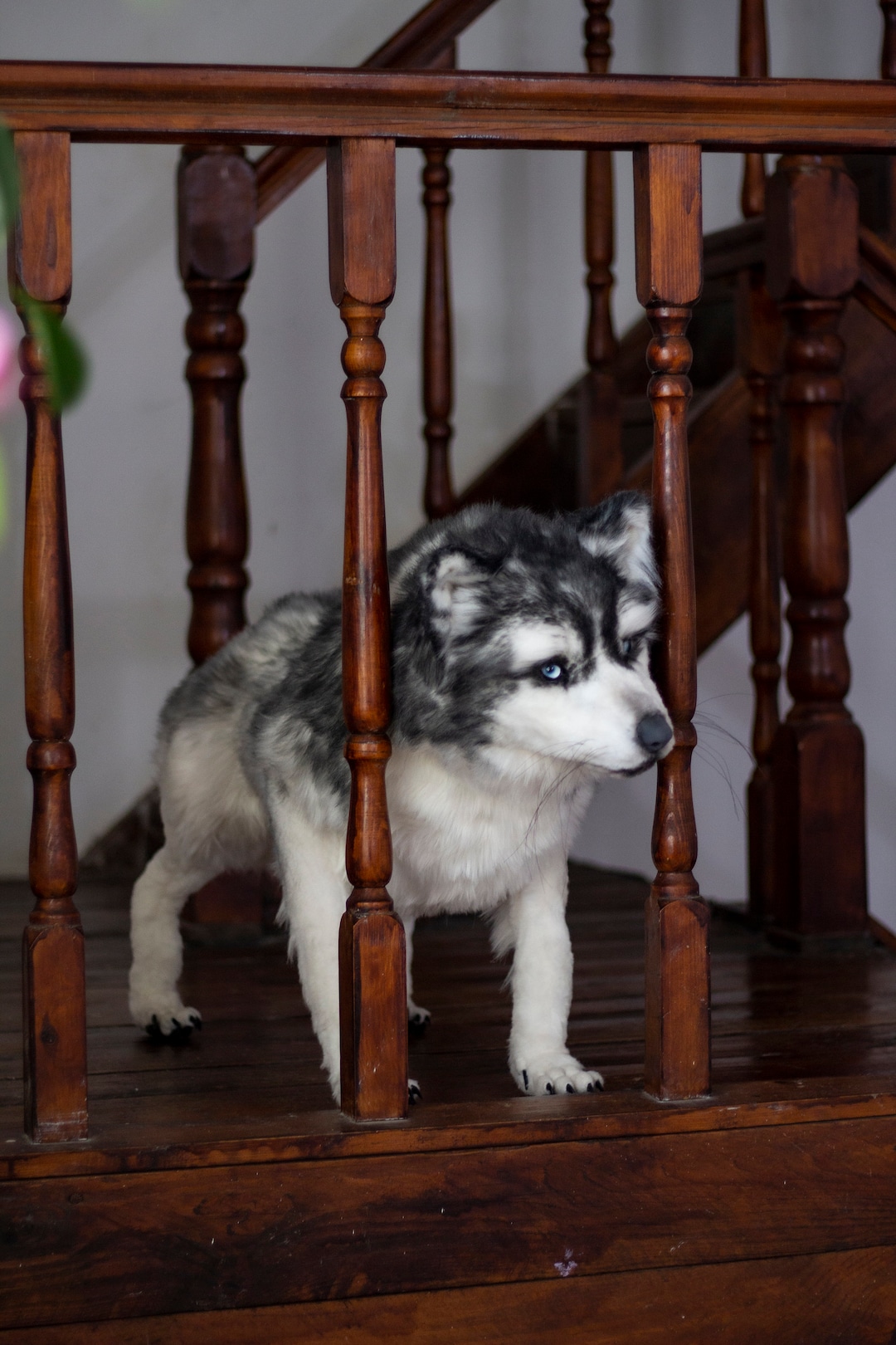 Husky Dog Realistic Stuffed Animal Toys/realistic Husky Dog /animals ...