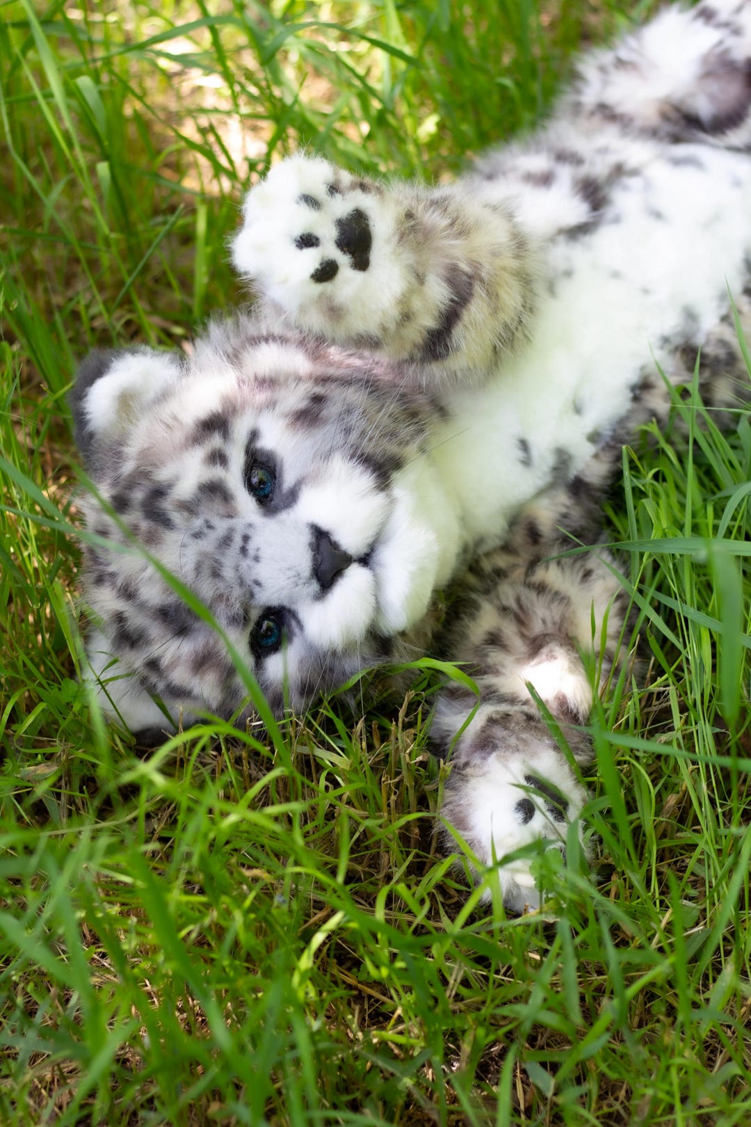 Snow Leopard Cub Baytar Realistic Stuffed Animal Toys Realistic Cat ...