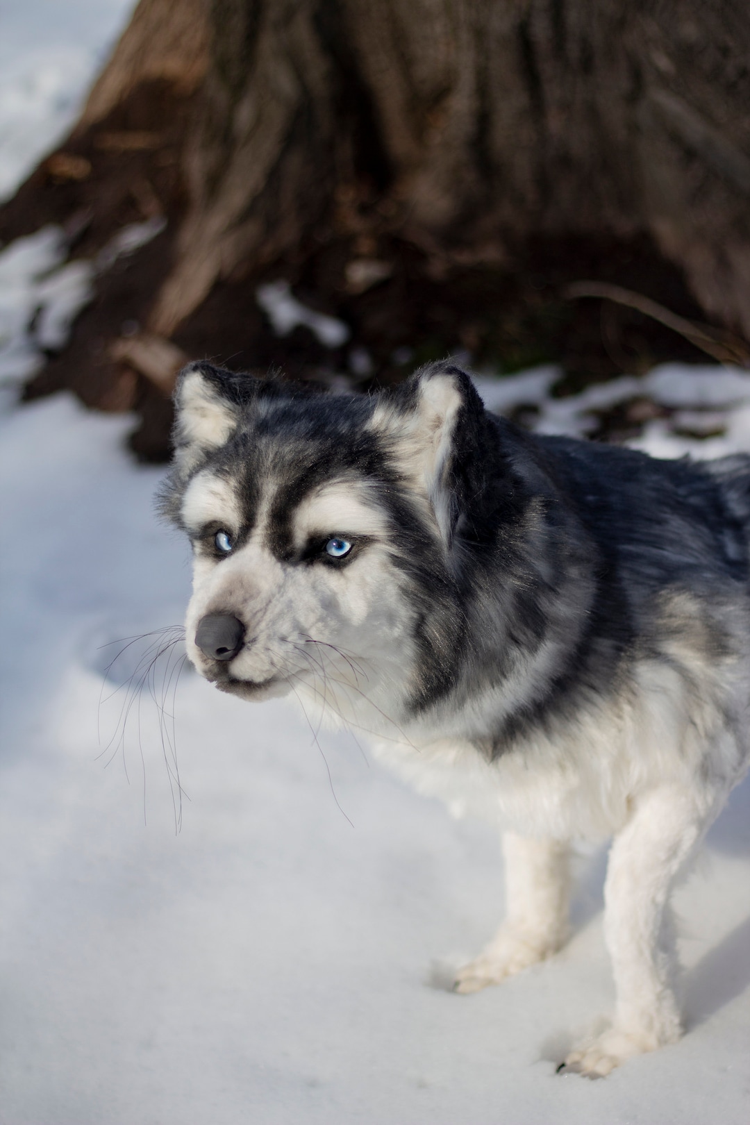 Husky Dog Realistic Stuffed Animal Toys/realistic Husky Dog /animals ...