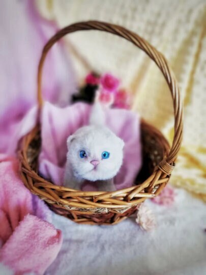 Pattern Small Kitten. Pattern Pdf, Pattern Kitten, Pattern Plush Toys ...