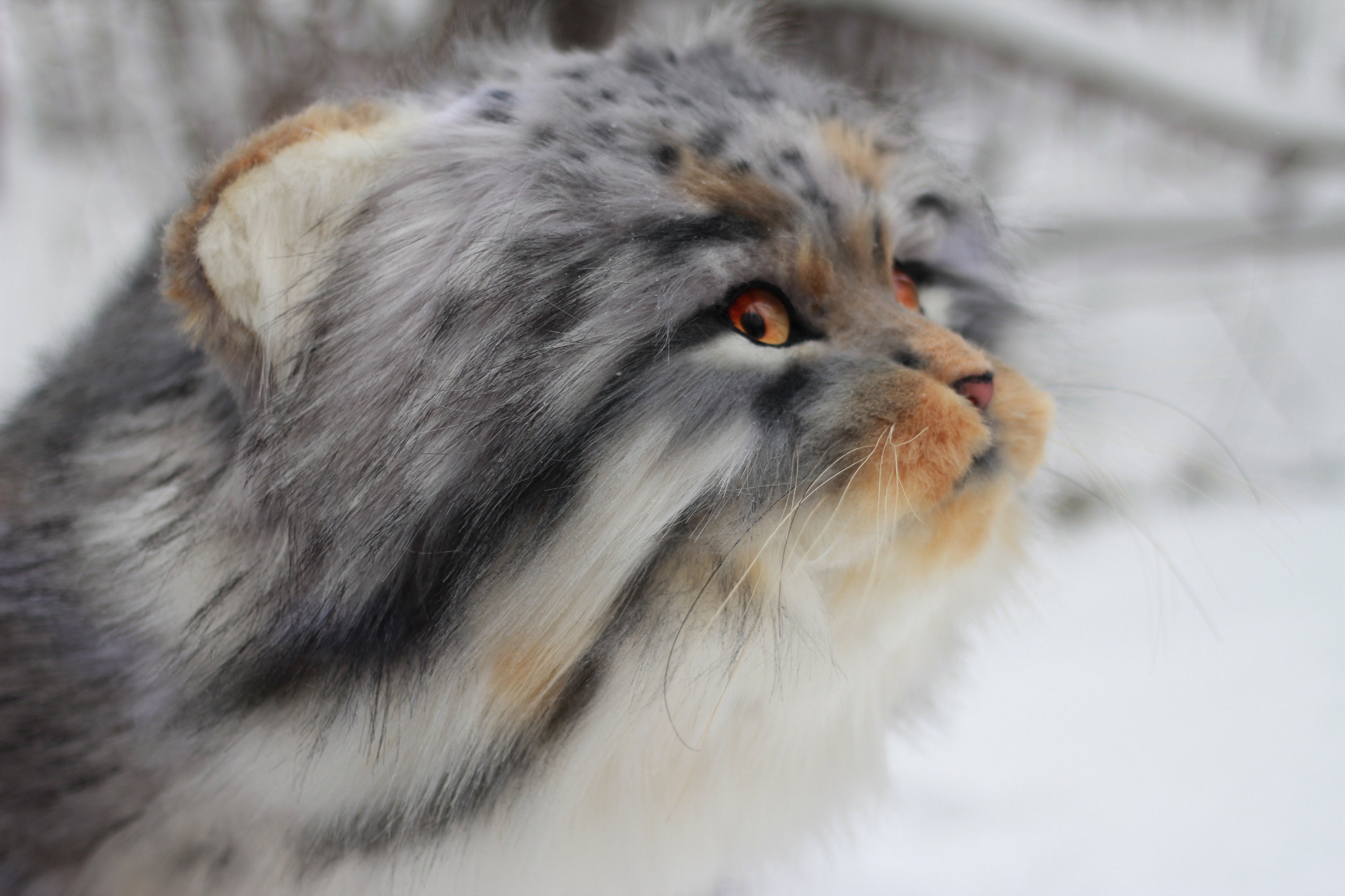 Pallas cat stuffed animal store