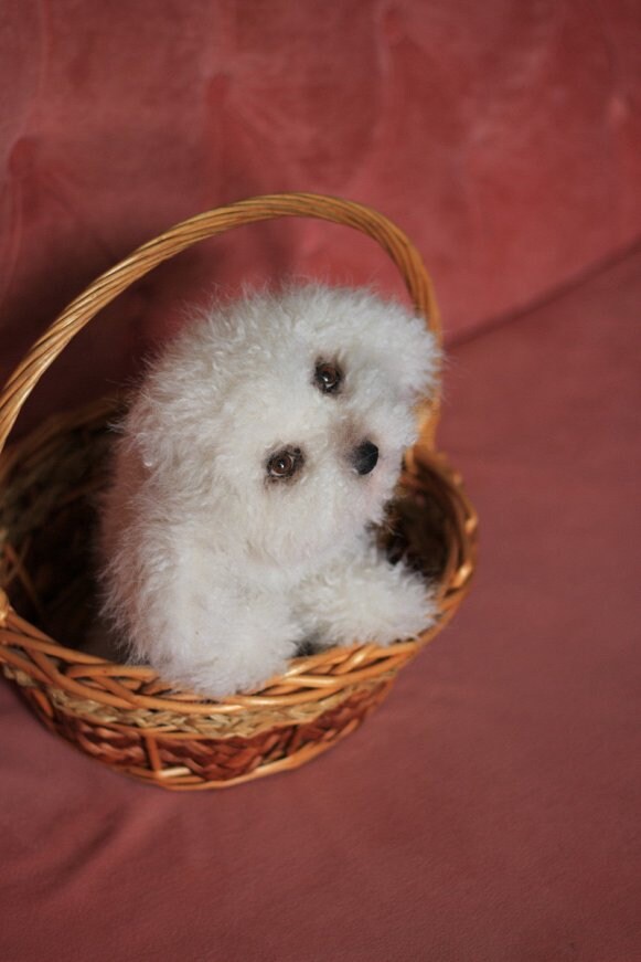 Fluffy Puppy Bim Realistic Toy Plush Stuffed Animal Dog Puppy Doll ...