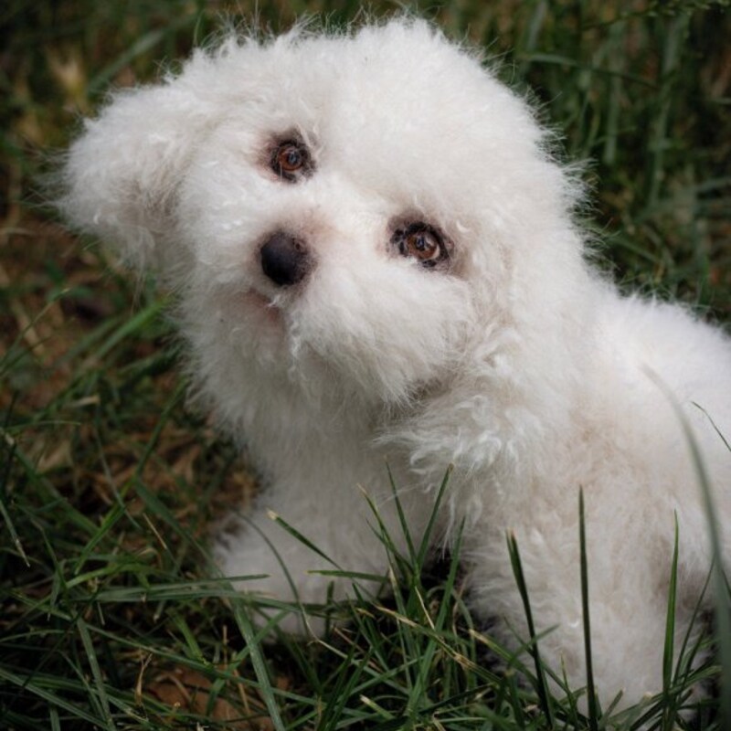 Realistic Stuffed Dogs - Etsy