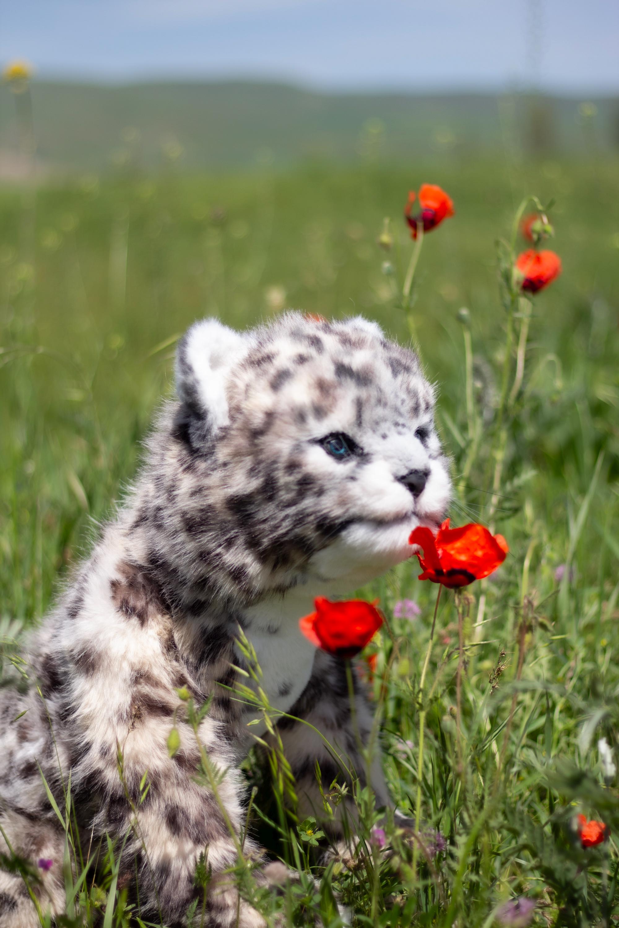 Snow Leopard Cub Baytar Realistic Stuffed Animal Toys Realistic Cat ...