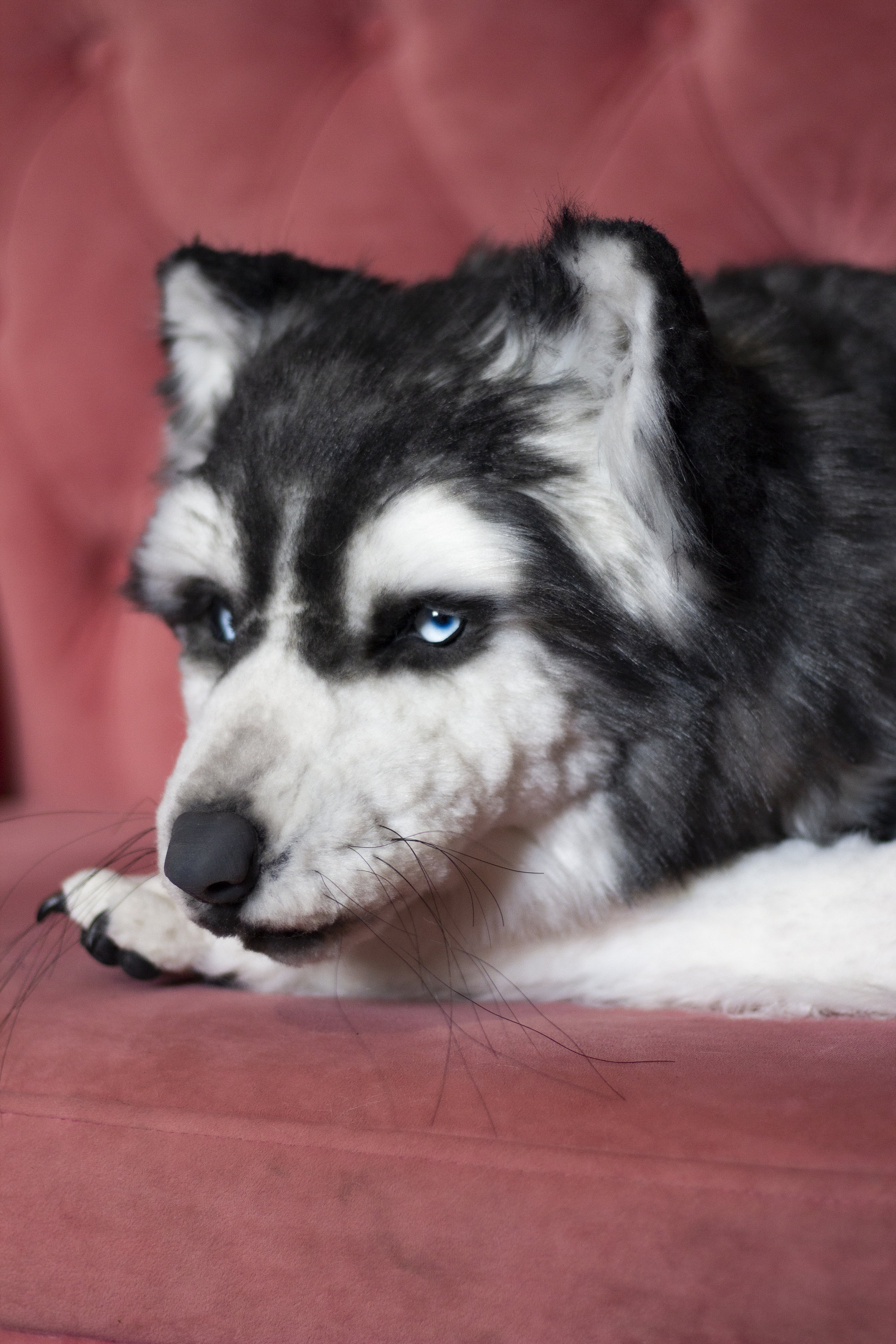 Husky Dog Realistic Stuffed Animal Toys/realistic Husky Dog /animals ...