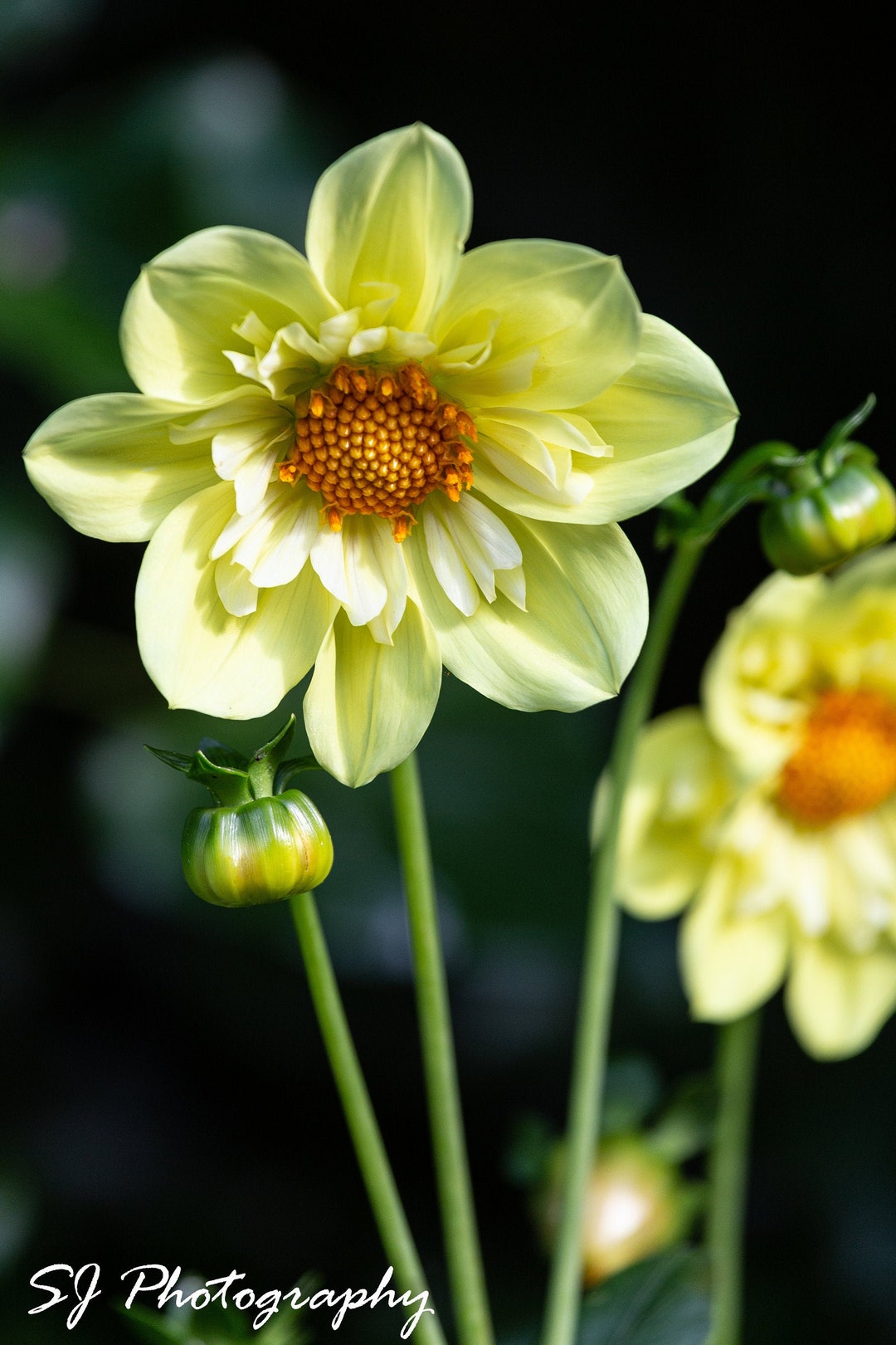 Sherbert Yellow Dahlia Candy Edition High Quality High Resolution ...