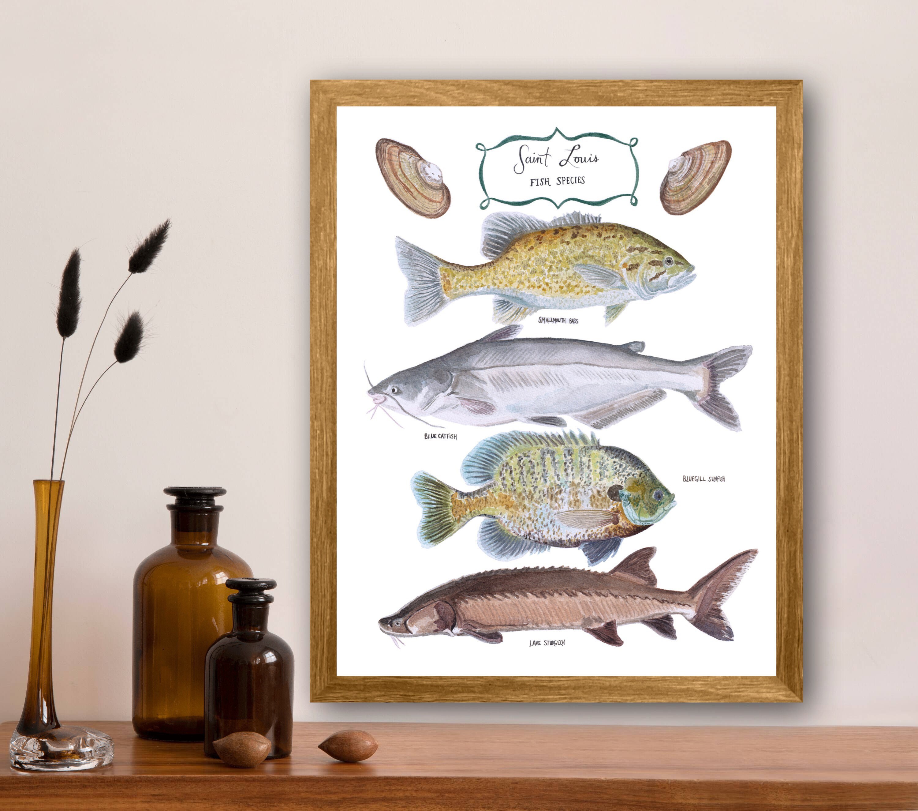 Saint Louis Fish Species, Fine Art Print - Etsy